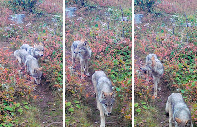 Scientists: Pups a hopeful sign for Isle Royale wolves | News, Sports ...